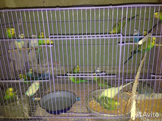 Волнистые попугаи оптом