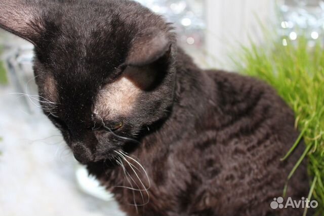 Кот ищет кошку