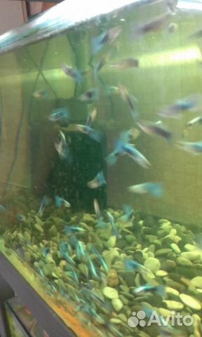 Оптом аквариумная рыбка и корма
