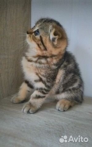 Котёнок