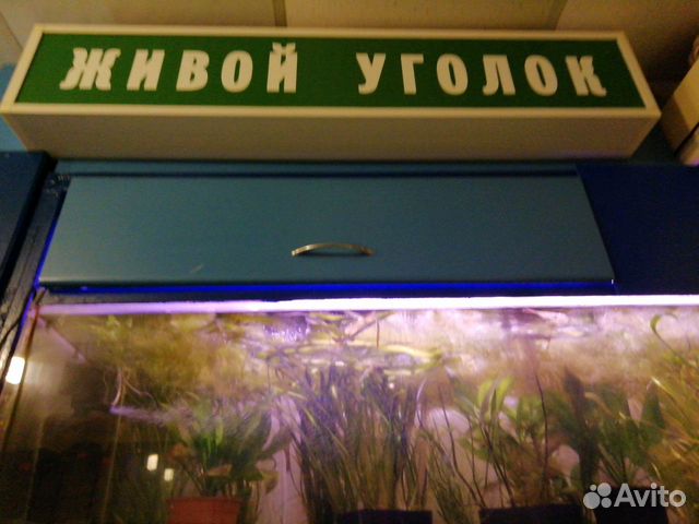Рыбки, аквариумы, растения