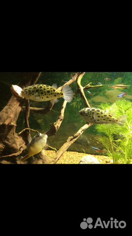 Тетрадон зелёный (Отдам в хорошие руки)