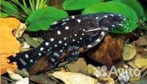 Агамикс звездчатый