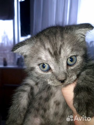 Отдам котенка в хорошие руки 2.5 мес. Район москов