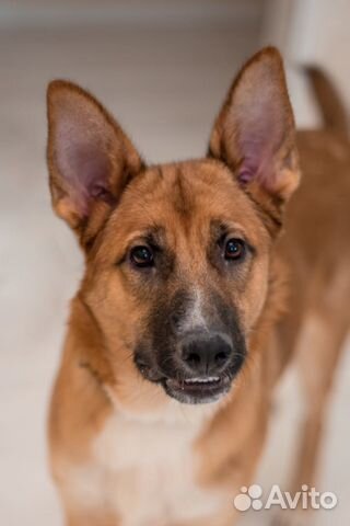 Рыжий и прекрасный Атос ищет дом