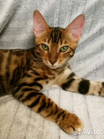 Бенгальская принцесса, безумно ласковая