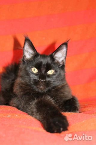 Чёрная Багира