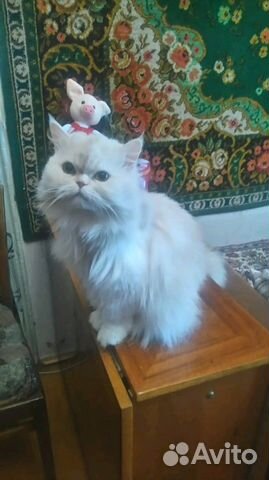 Отдается кошечка в добрые руки