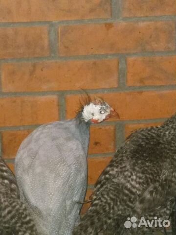 Цесарки (самцы)