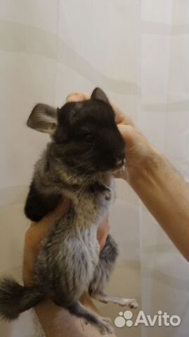 Щенок (самка) шиншиллы редкого окраса