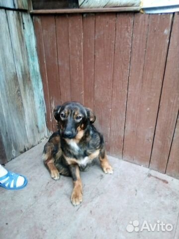 В добрые руки