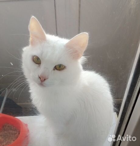 Отдам в добрые руки