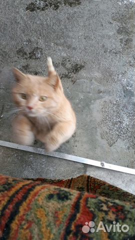 Отдается котик