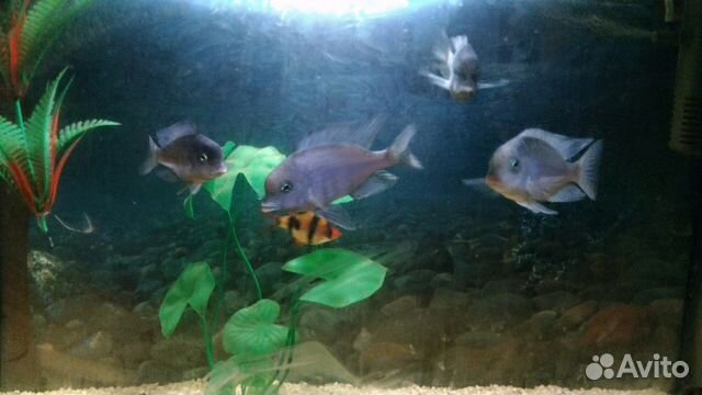 Аквариум+семья голубых дельфинов