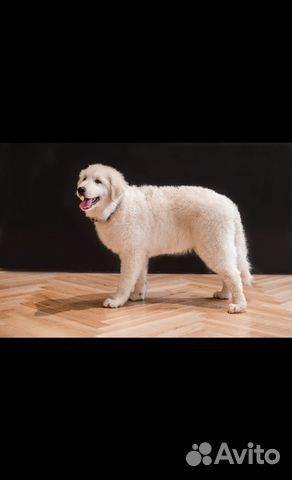 Итальянская овчарка