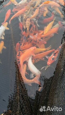 Карп кои и декоративный карась