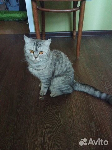 Молодая британка в нежные руки