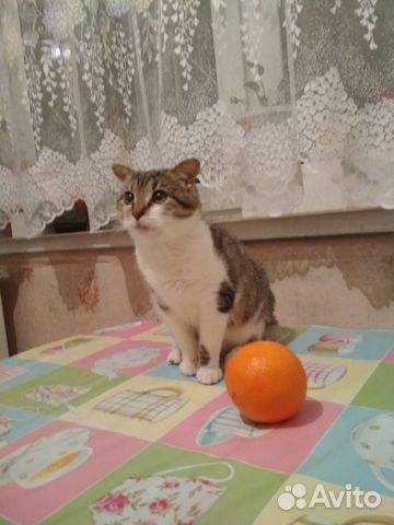Плюшевая девочка - котенок в хорошие руки