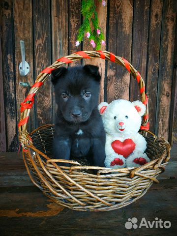 Щенок мальчик в добрые руки