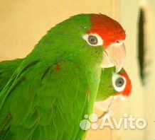 Краснолобые аратинги