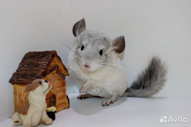 Шиншилла Белая мозаика девочка