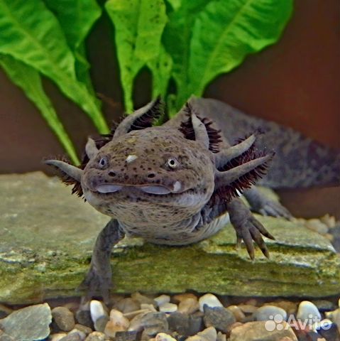 Продам Аксолотлей