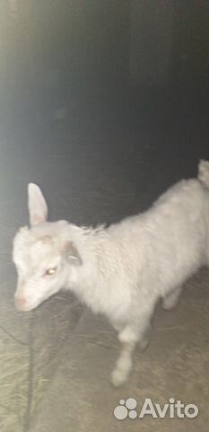 Продажа козла