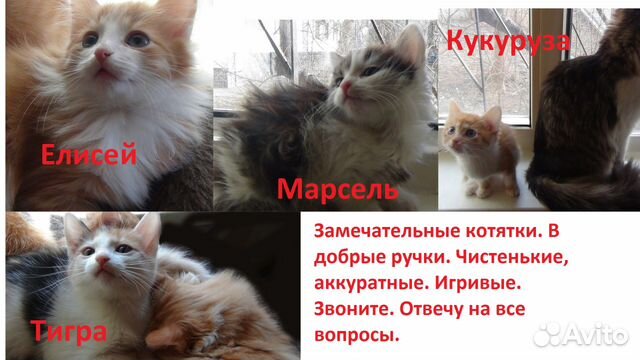 Замечательные котята. Умненькие