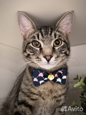 Котёнок 8 мес в добрые руки