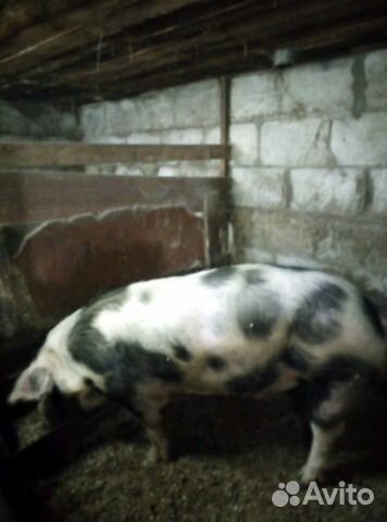 Продам хряка (пьетрен-дюрок)