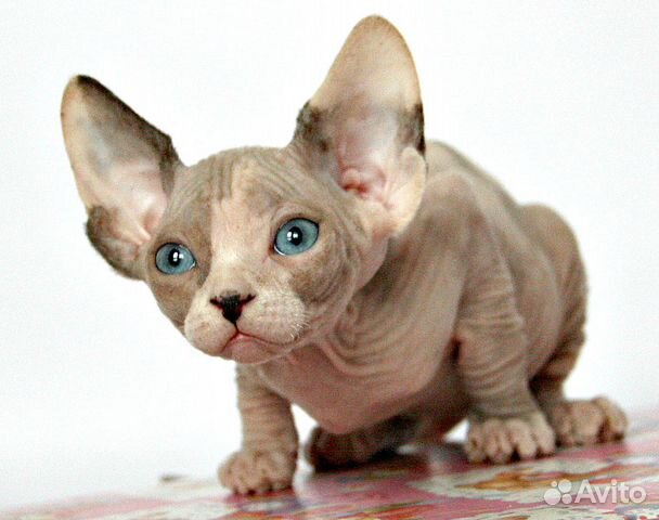 Девочка кокетка, глаза незабудки -канадский сфинкс