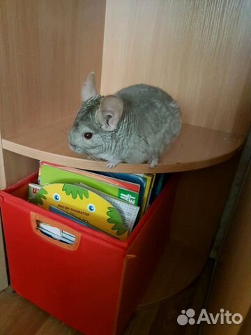 Шиншилла