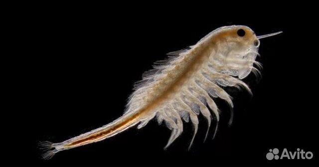 Sea-Monkeys, Морские обезьянки, Artemia Salin