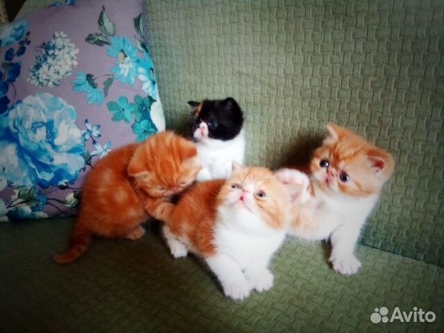 Продам котят Экзотических короткошерстных