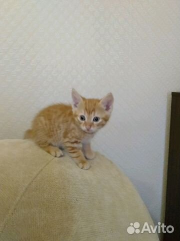Котик 2 месяца домашний