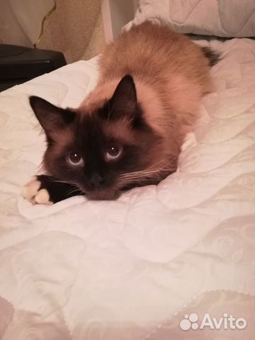 Отдам в добрые и забтливые руки плюшевого коасавца