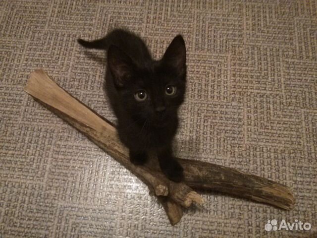 Отдадим котёнка в дар