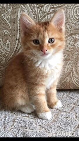 Котик 2 месяца в дар