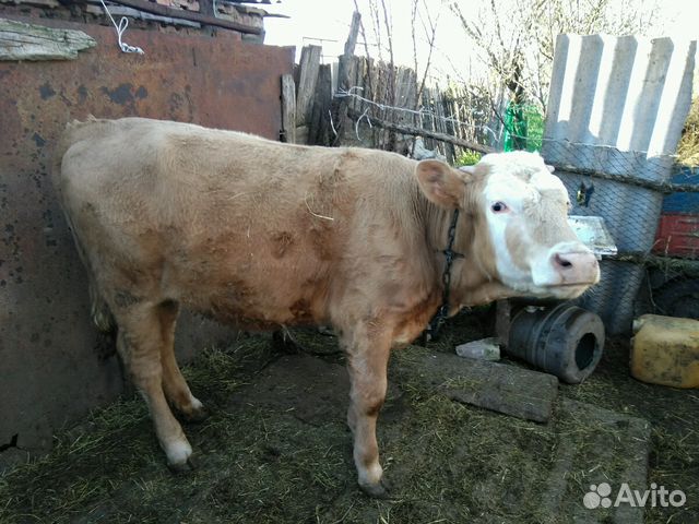 Корова-телочка