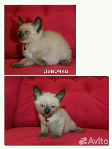 Сиамские котята