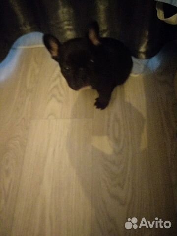 Французский бульдог