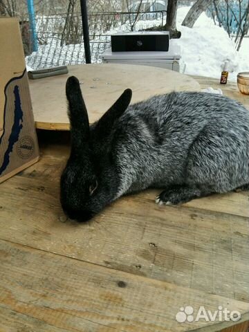 Продам кроликов Серебро иНовозеланские красные и б