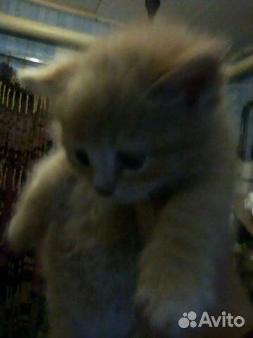 Полуперсидский котенок