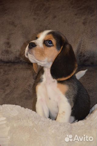 Алиментная девочка