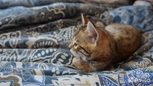 Бенгальские котята
