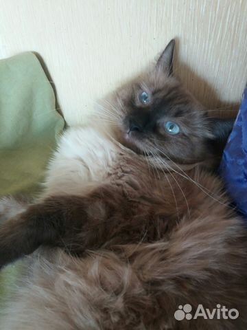 Метис невской маскарадной в добрые руки