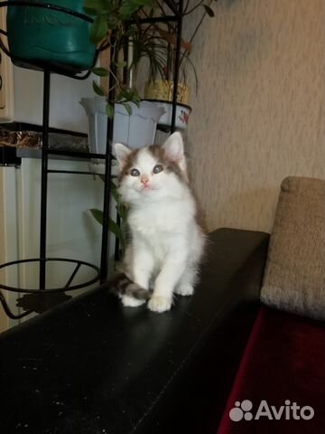 Воспитанные котята