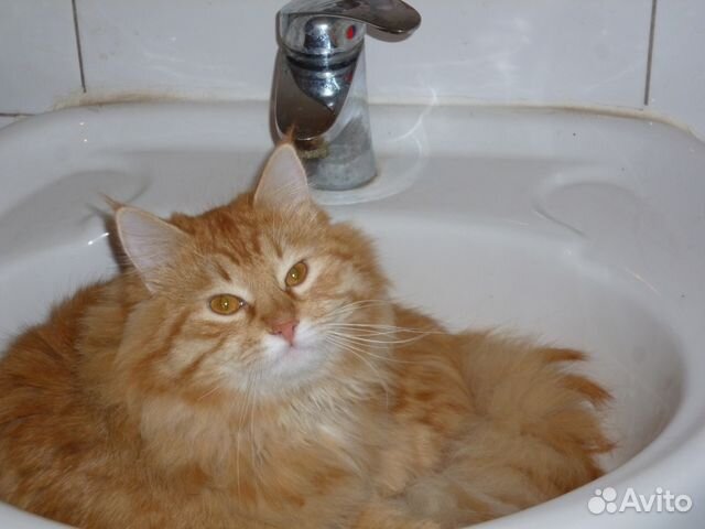 Котята девчата