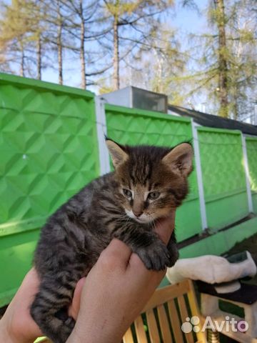 Котик чаузи ф1 65 дикой крови