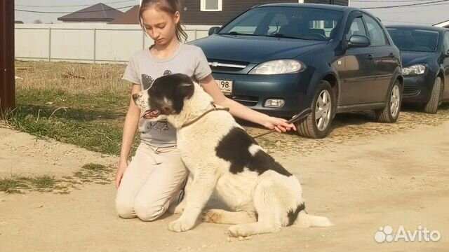 Щенки среднеазиатской овчарки